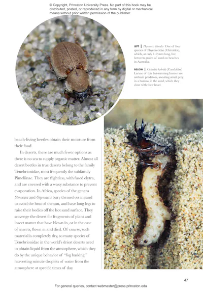 Beetles of the World | Princeton University Press