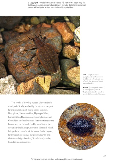 Beetles of the World | Princeton University Press