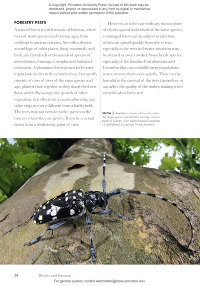 Beetles of the World | Princeton University Press