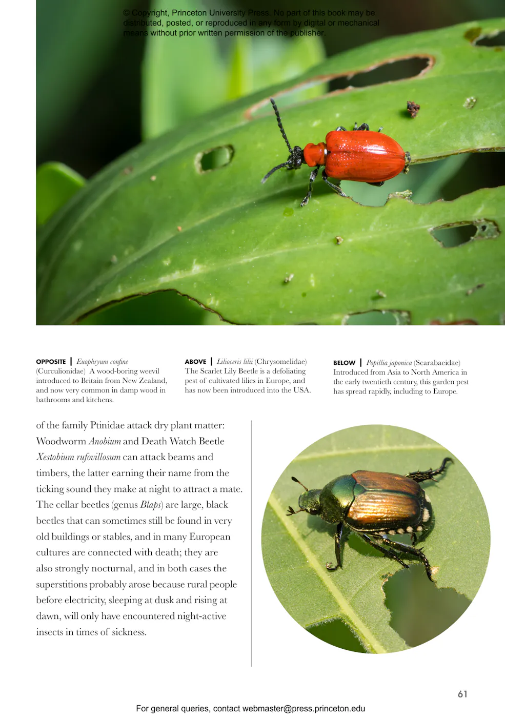 Beetles of the World | Princeton University Press