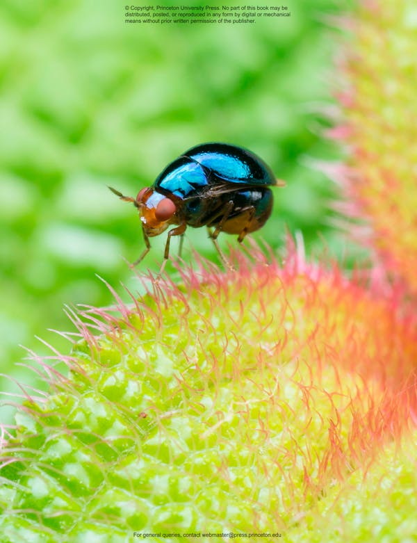 The Complete Insect | Princeton University Press