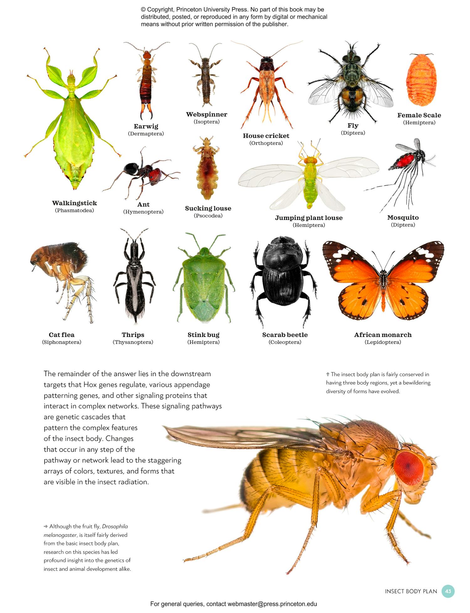 The Complete Insect | Princeton University Press