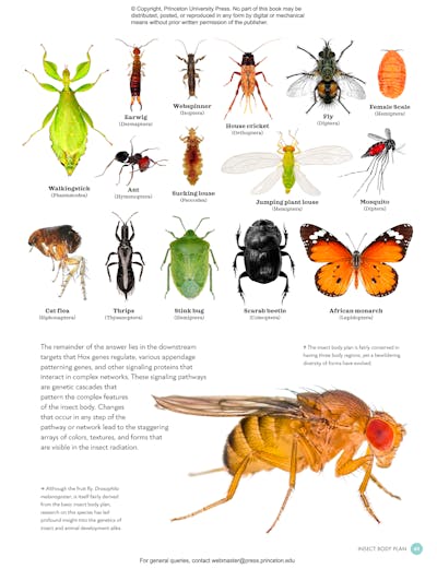The Complete Insect | Princeton University Press