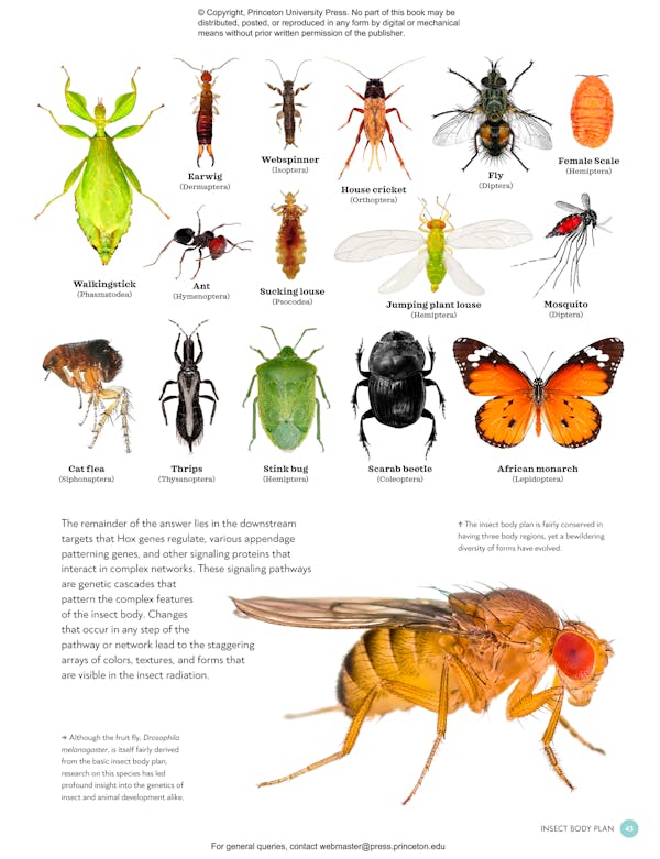 The Complete Insect | Princeton University Press