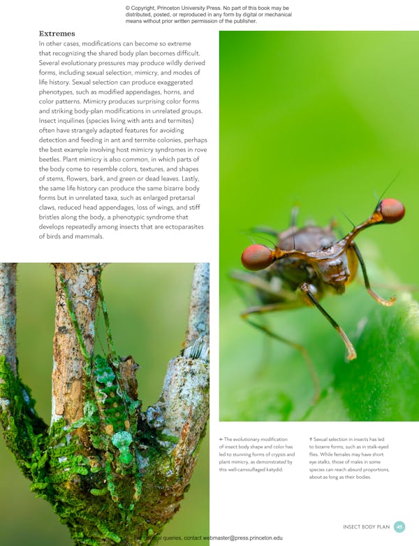 The Complete Insect | Princeton University Press