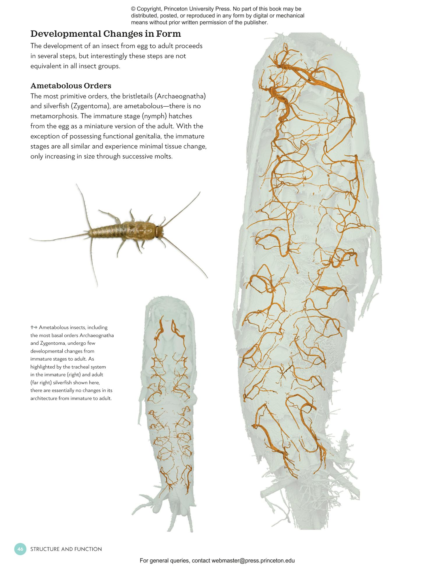 The Complete Insect | Princeton University Press