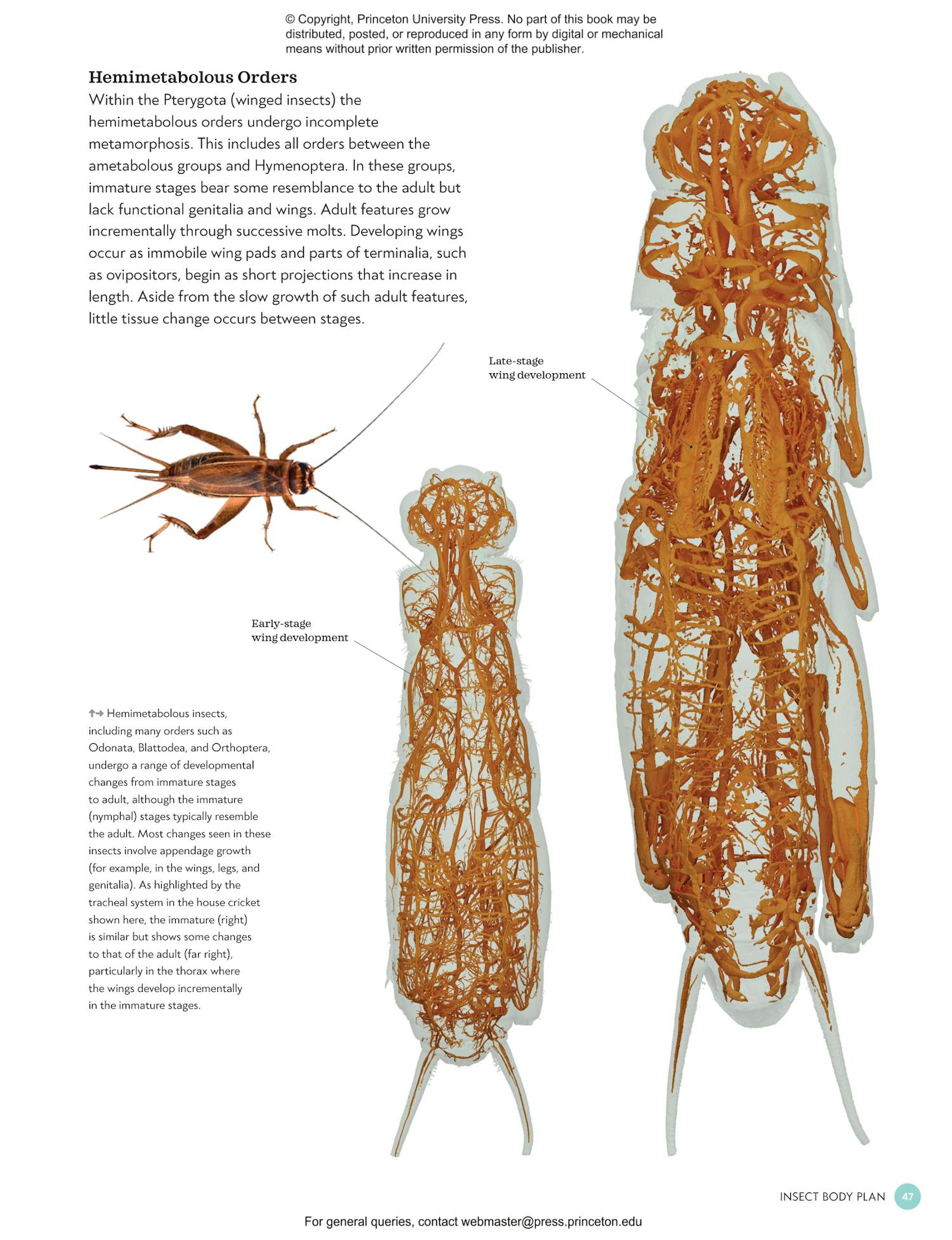 The Complete Insect | Princeton University Press