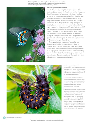 The Complete Insect | Princeton University Press