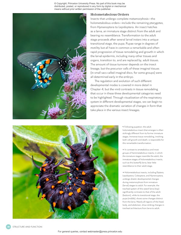 The Complete Insect | Princeton University Press