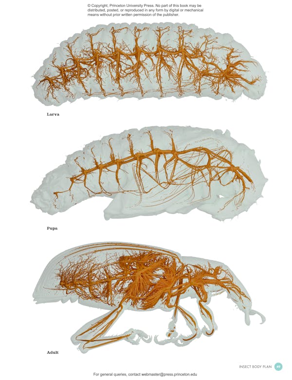 The Complete Insect | Princeton University Press
