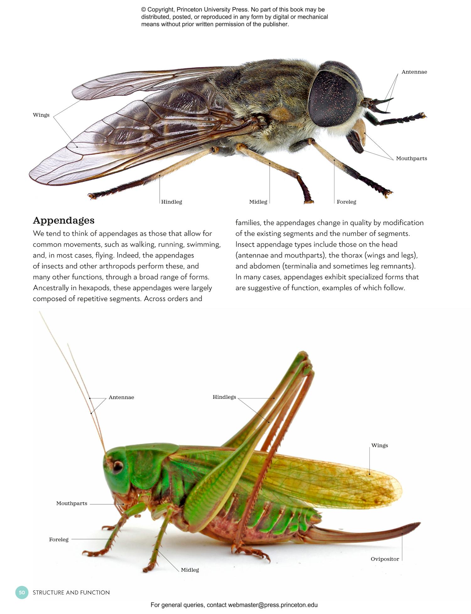 The Complete Insect | Princeton University Press