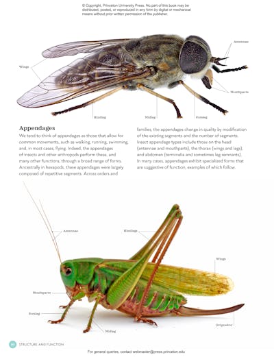 The Complete Insect | Princeton University Press