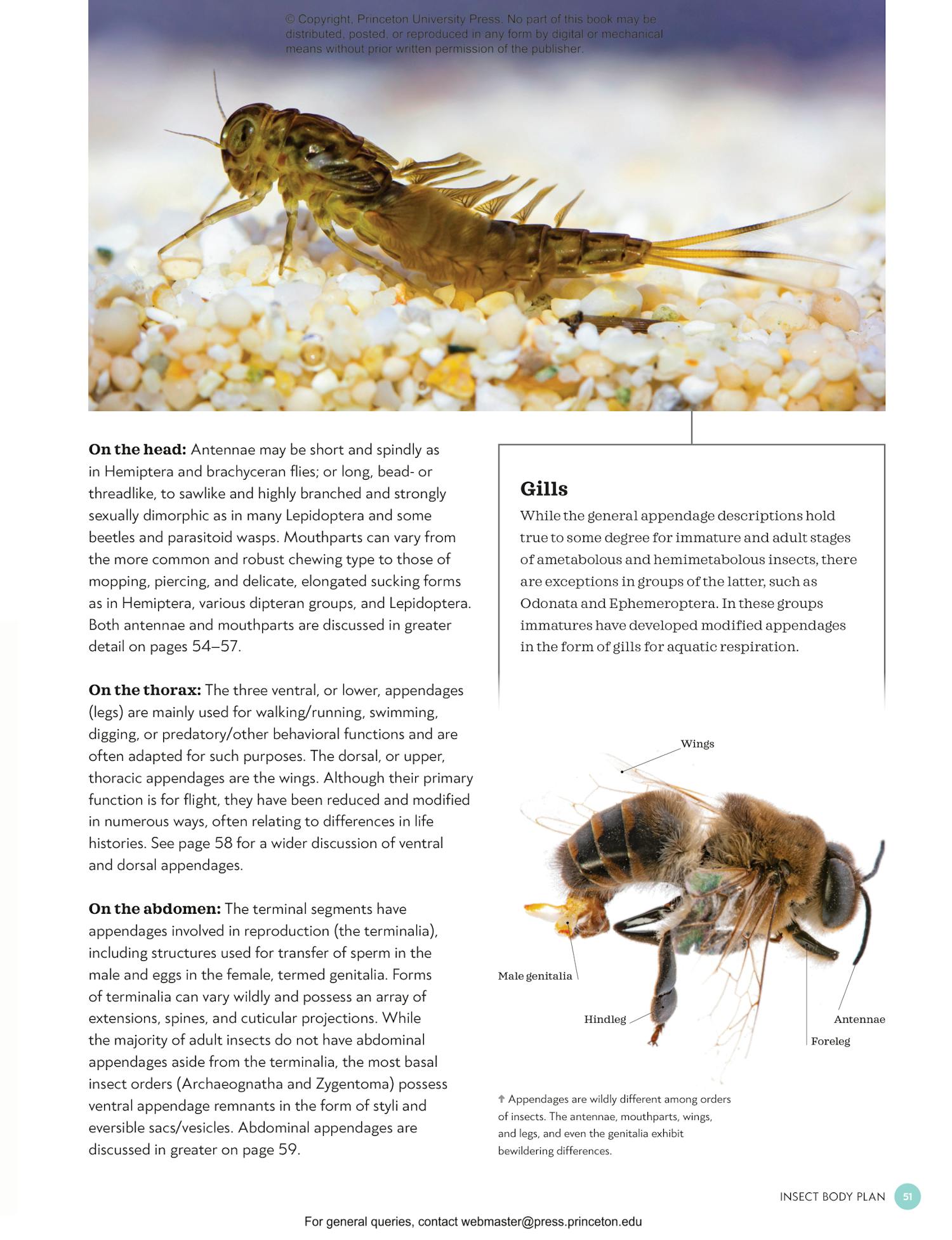 The Complete Insect | Princeton University Press