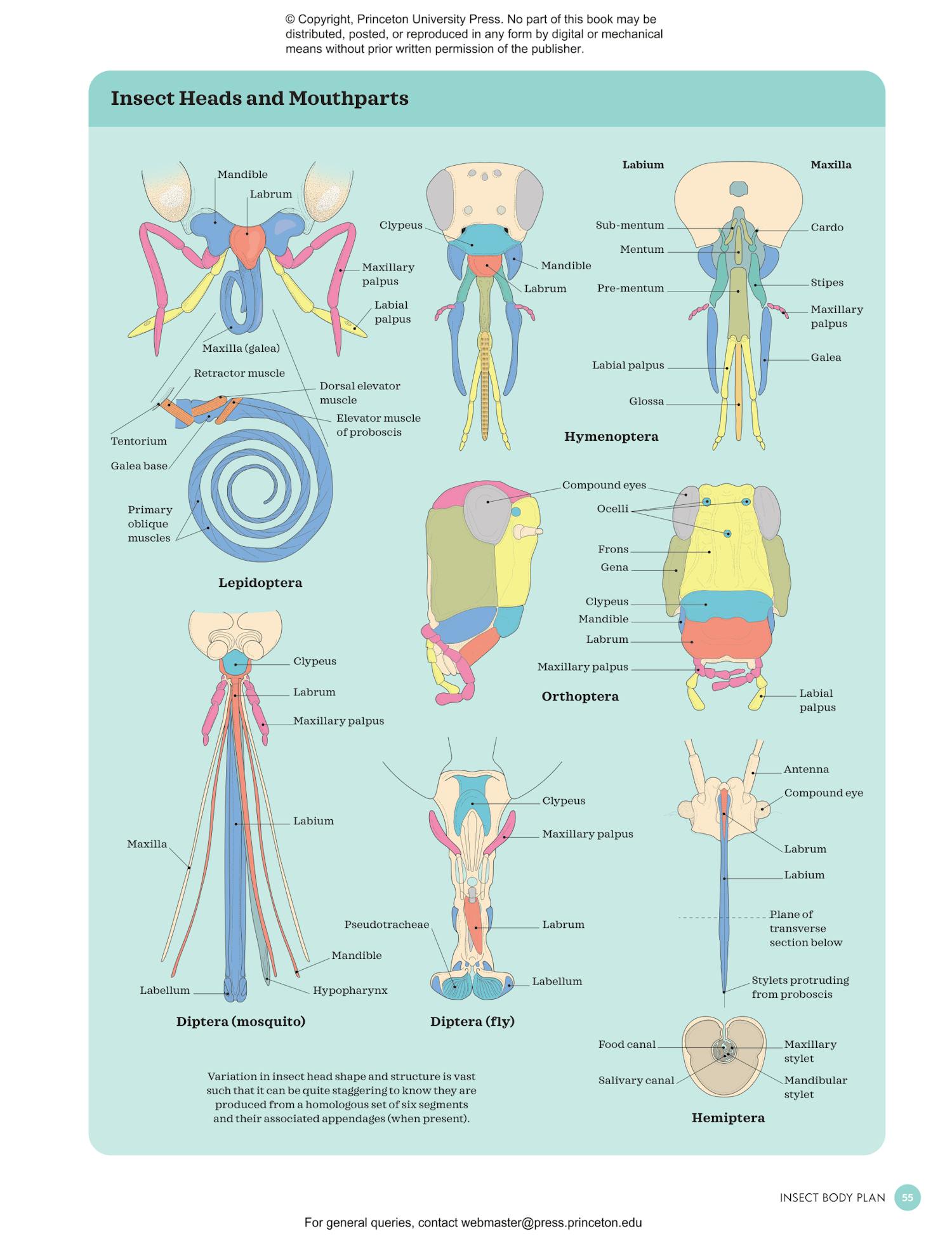 The Complete Insect | Princeton University Press