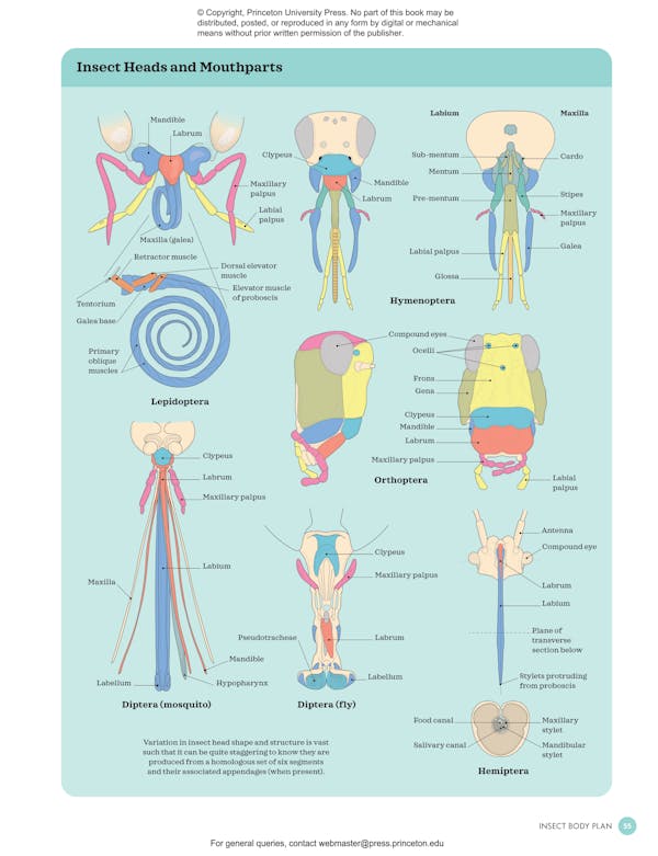 The Complete Insect | Princeton University Press
