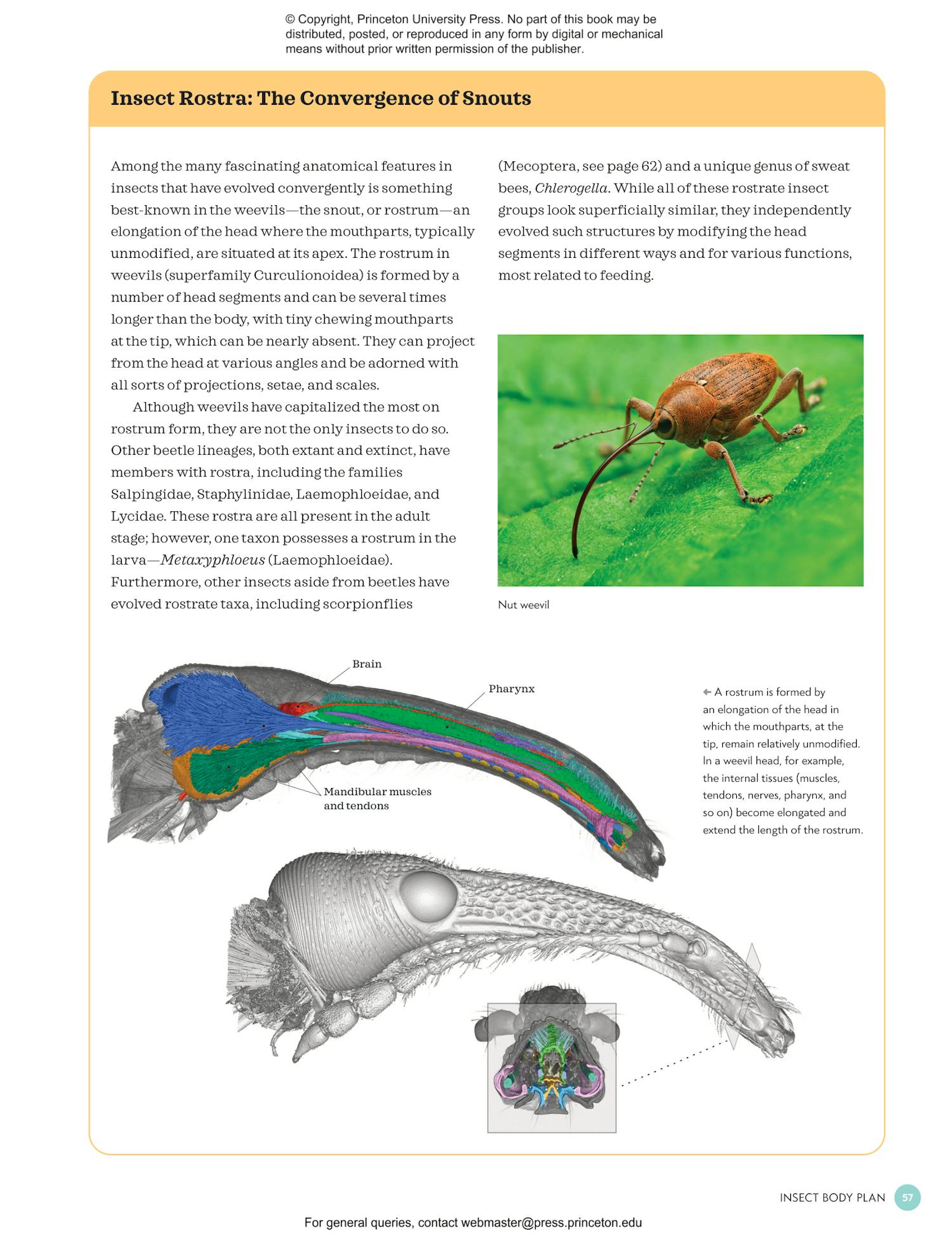 The Complete Insect | Princeton University Press