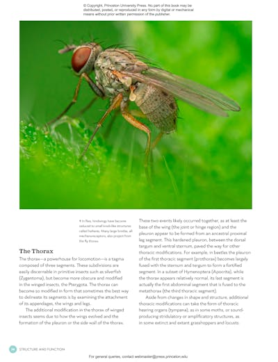 The Complete Insect | Princeton University Press