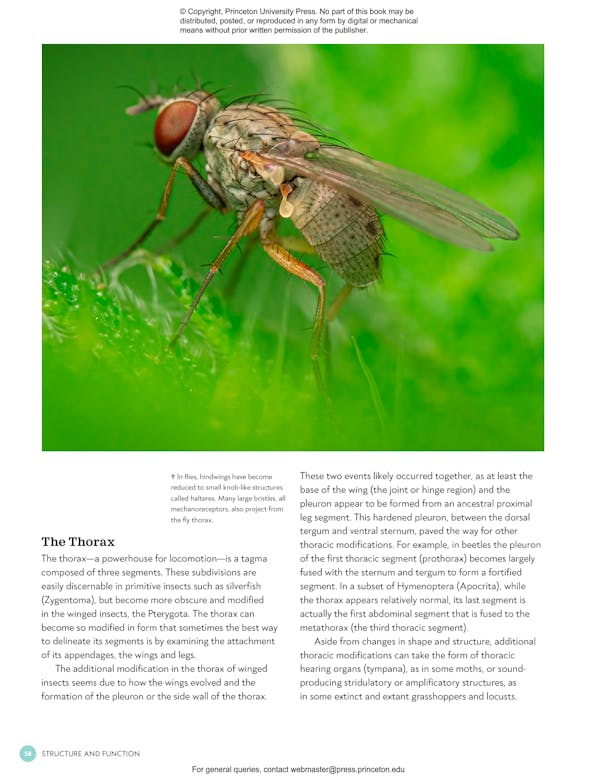 The Complete Insect | Princeton University Press