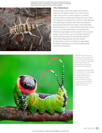 The Complete Insect | Princeton University Press