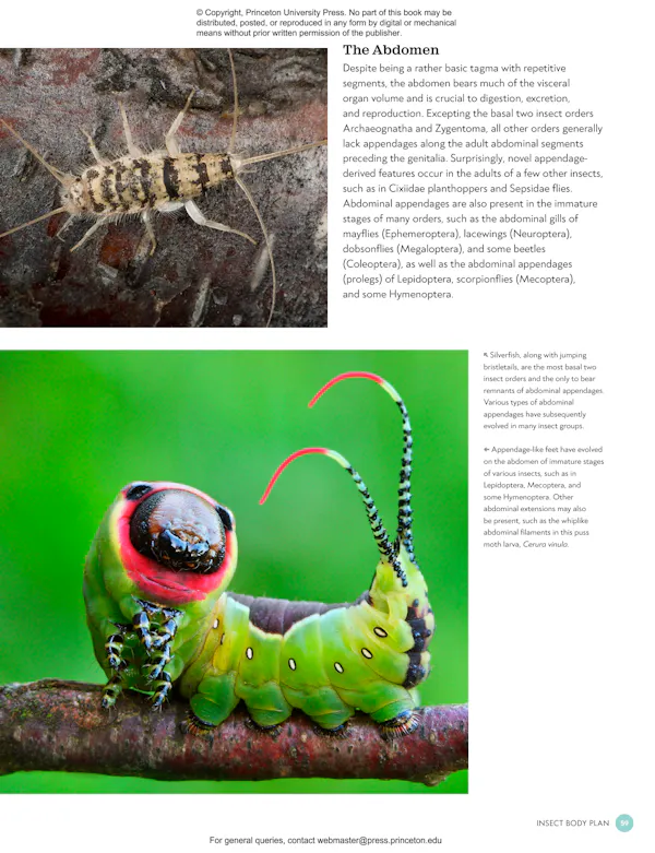 The Complete Insect | Princeton University Press