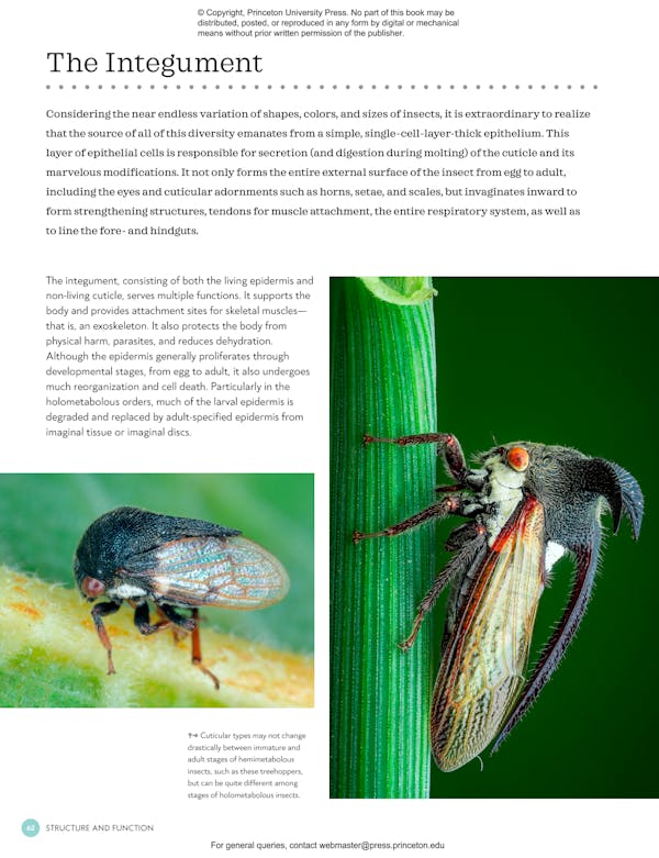 The Complete Insect | Princeton University Press