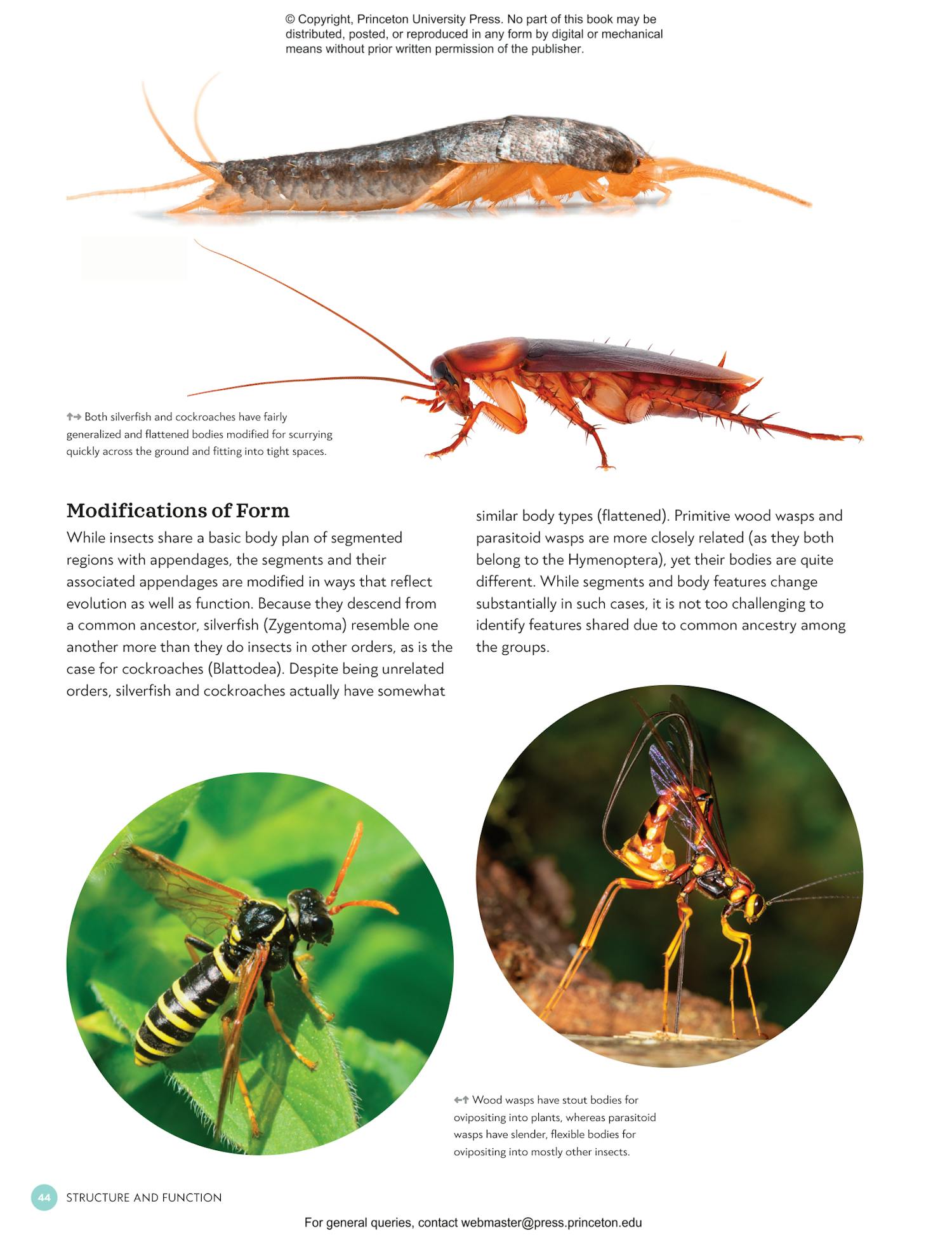 The Complete Insect | Princeton University Press