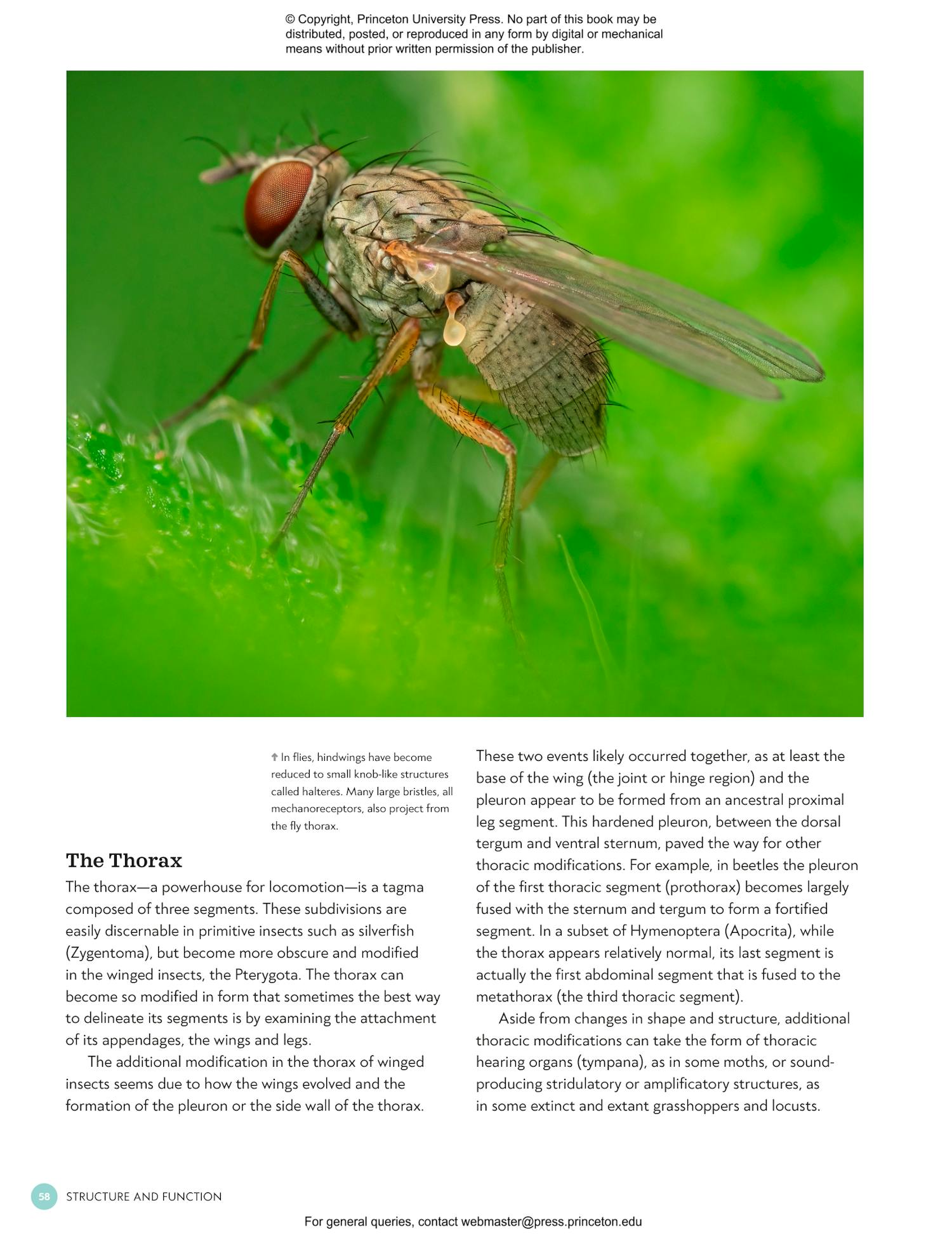 The Complete Insect | Princeton University Press