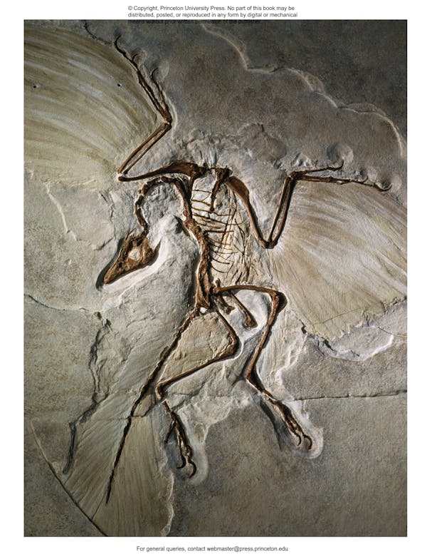 Dinosaur Behavior | Princeton University Press