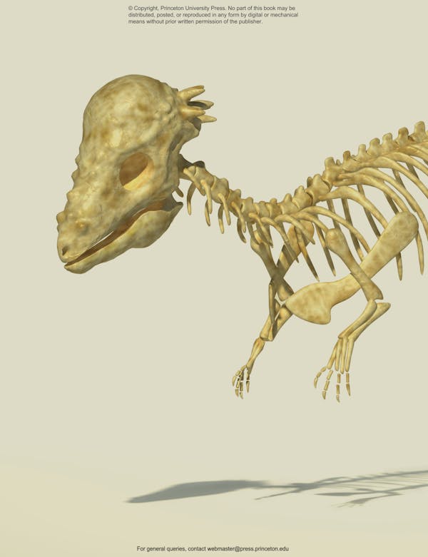 Dinosaur Behavior | Princeton University Press