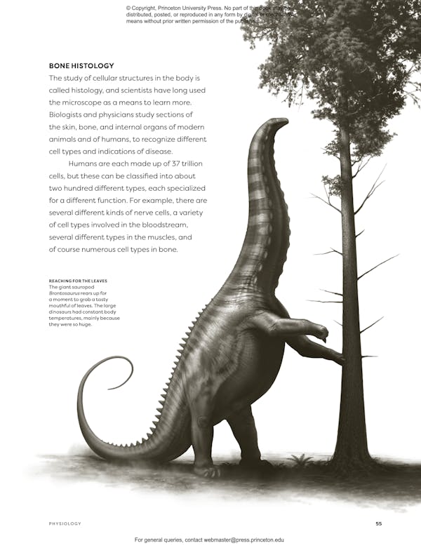 Dinosaur Behavior | Princeton University Press