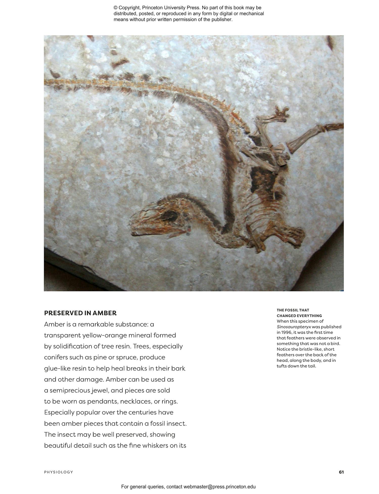 Dinosaur Behavior | Princeton University Press
