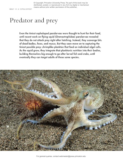 The Lives of Octopuses and Their Relatives | Princeton University Press