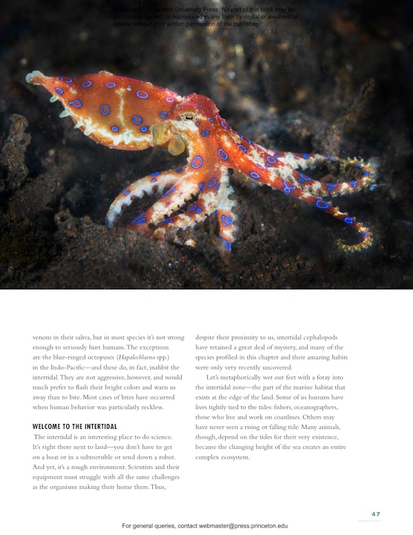 The Lives of Octopuses and Their Relatives | Princeton University Press