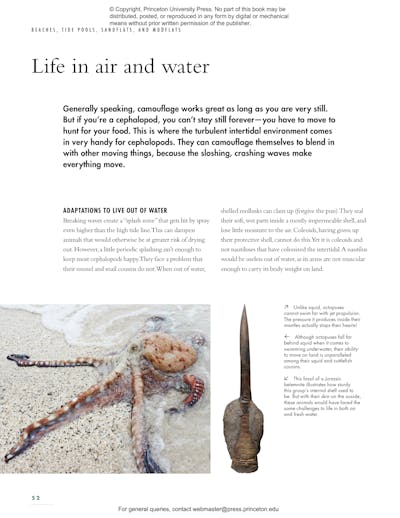 The Lives of Octopuses and Their Relatives | Princeton University Press