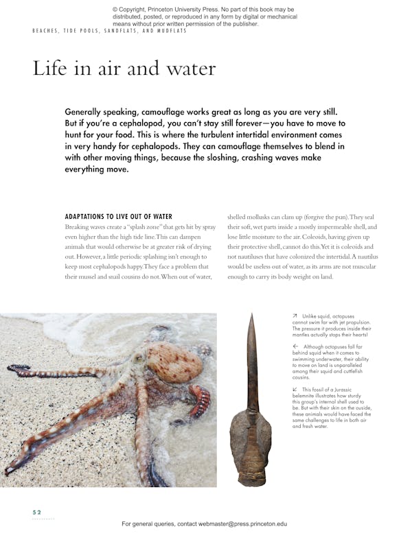 The Lives of Octopuses and Their Relatives | Princeton University Press