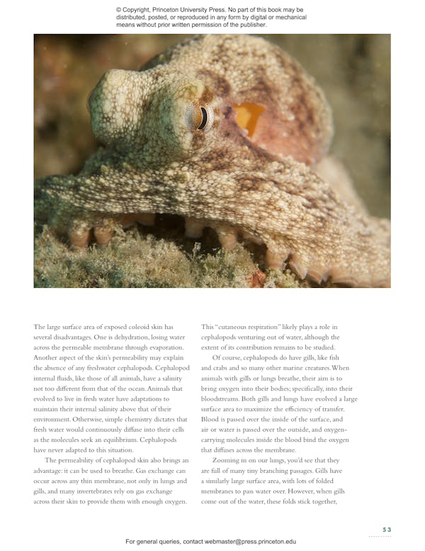 The Lives of Octopuses and Their Relatives | Princeton University Press