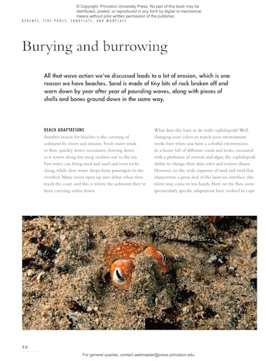 The Lives of Octopuses and Their Relatives | Princeton University Press