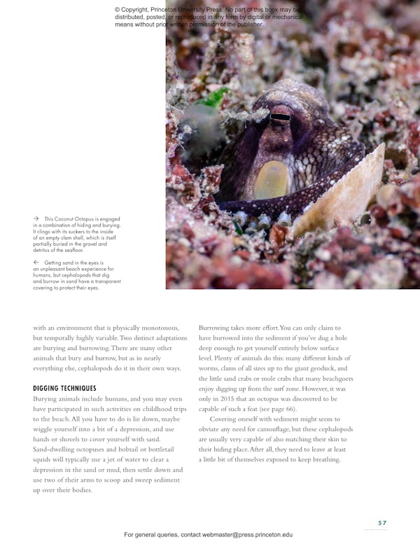 The Lives of Octopuses and Their Relatives | Princeton University Press