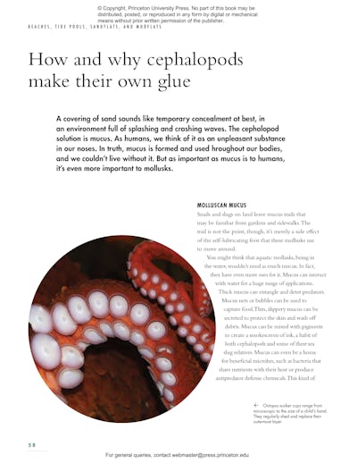 The Lives of Octopuses and Their Relatives | Princeton University Press
