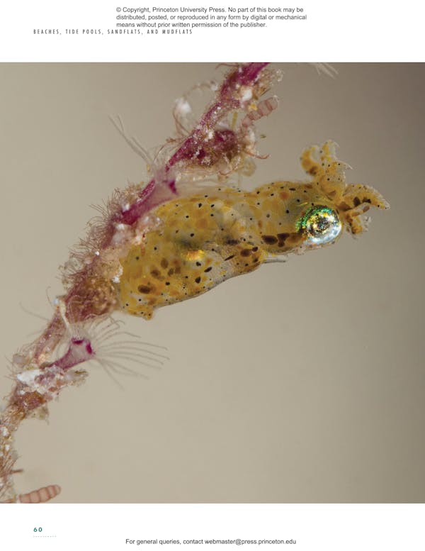 The Lives of Octopuses and Their Relatives | Princeton University Press