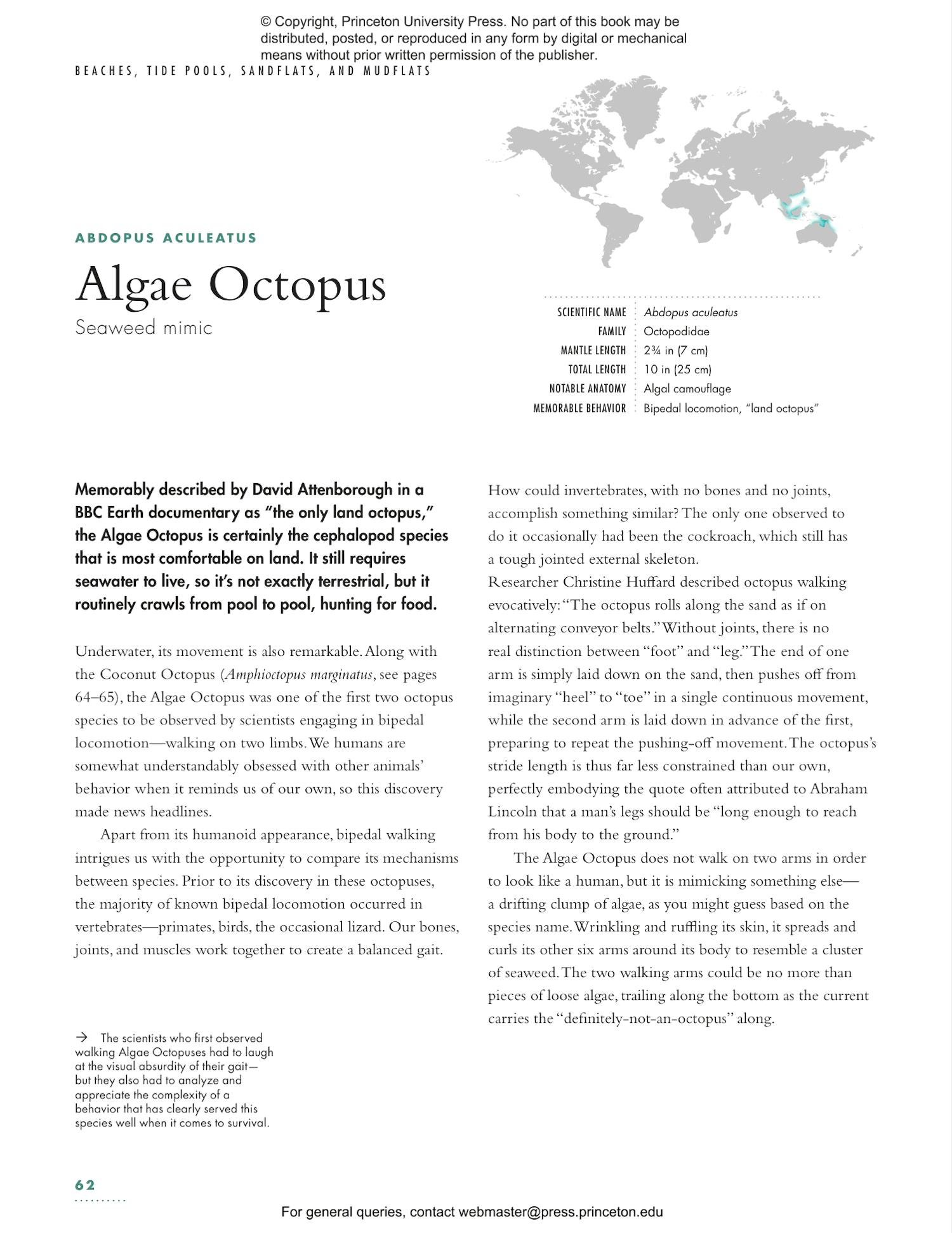 The Lives of Octopuses and Their Relatives | Princeton University Press