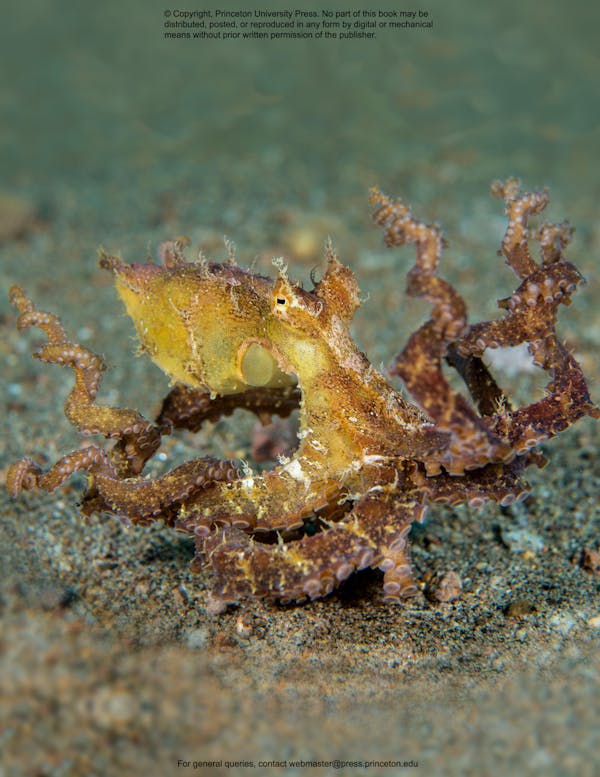 The Lives of Octopuses and Their Relatives | Princeton University Press