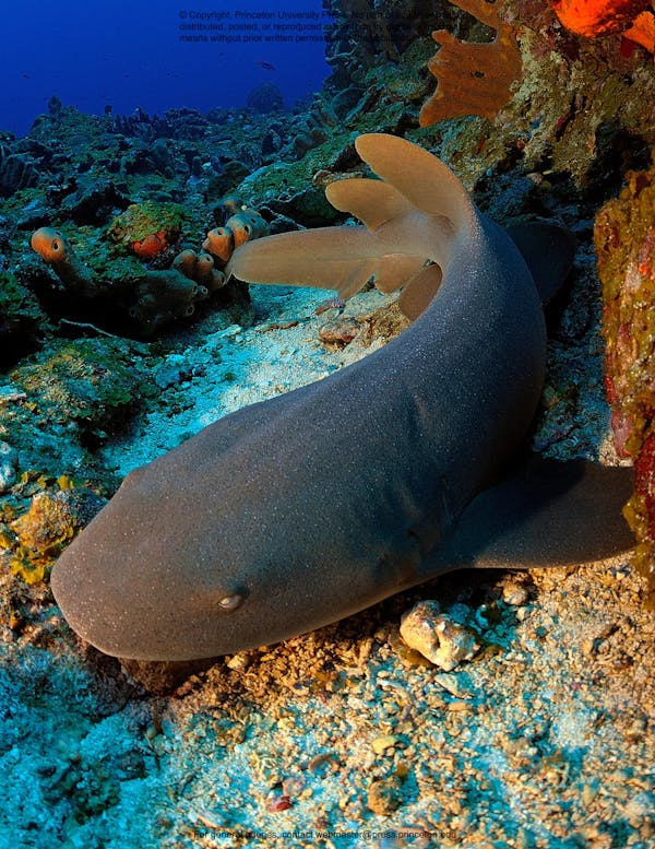 The Lives of Sharks | Princeton University Press