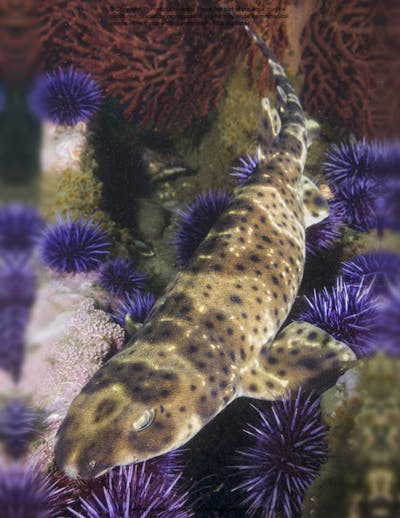 The Lives of Sharks | Princeton University Press