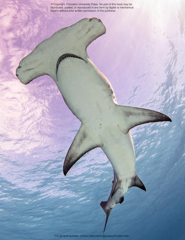 The Lives of Sharks | Princeton University Press