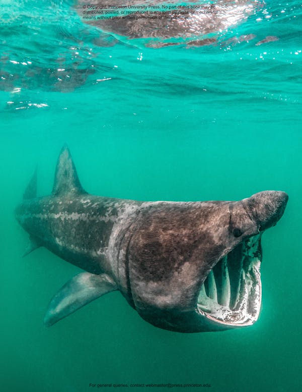 The Lives of Sharks | Princeton University Press