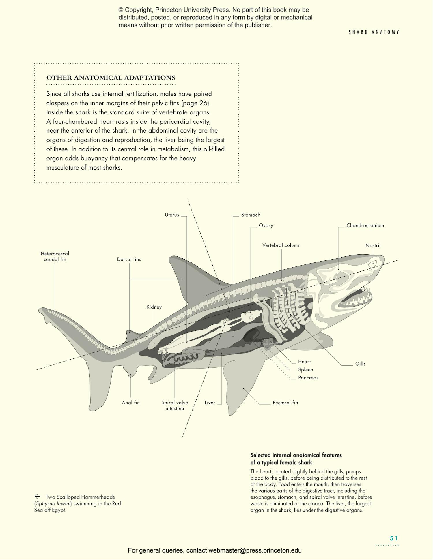The Lives of Sharks | Princeton University Press