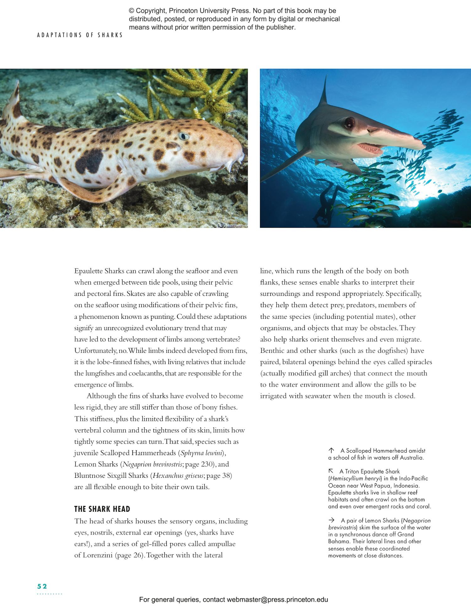 The Lives of Sharks | Princeton University Press