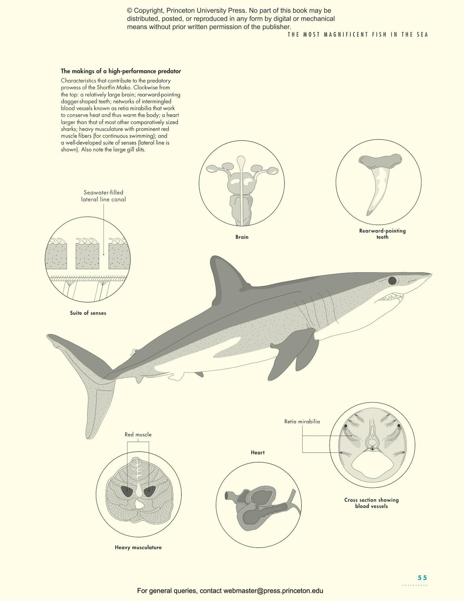 The Lives of Sharks | Princeton University Press