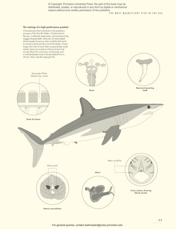 The Lives of Sharks | Princeton University Press